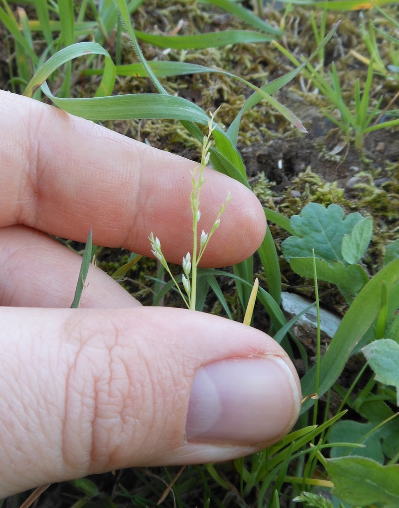 Early Meadow-grass (Grasses of Berkshire, Buckinghamshire and ...