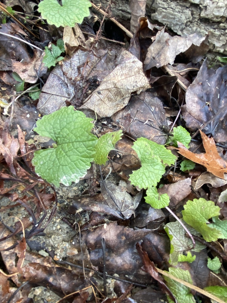 garlic mustard from Fannie Stebbins Memorial Wildlife Refuge, Fannie ...