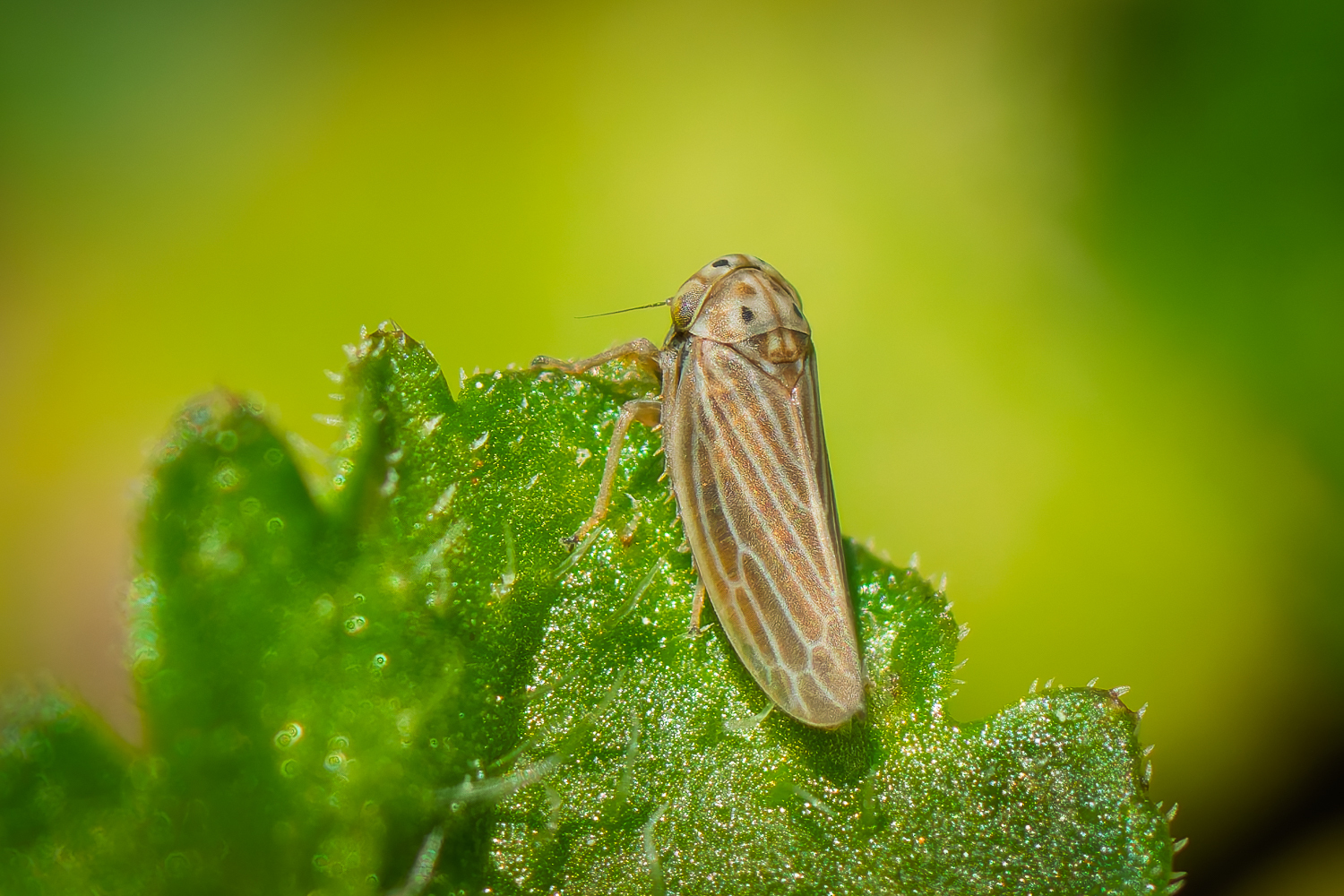 Agallia constricta | Insect Vectors of Plant Disease
