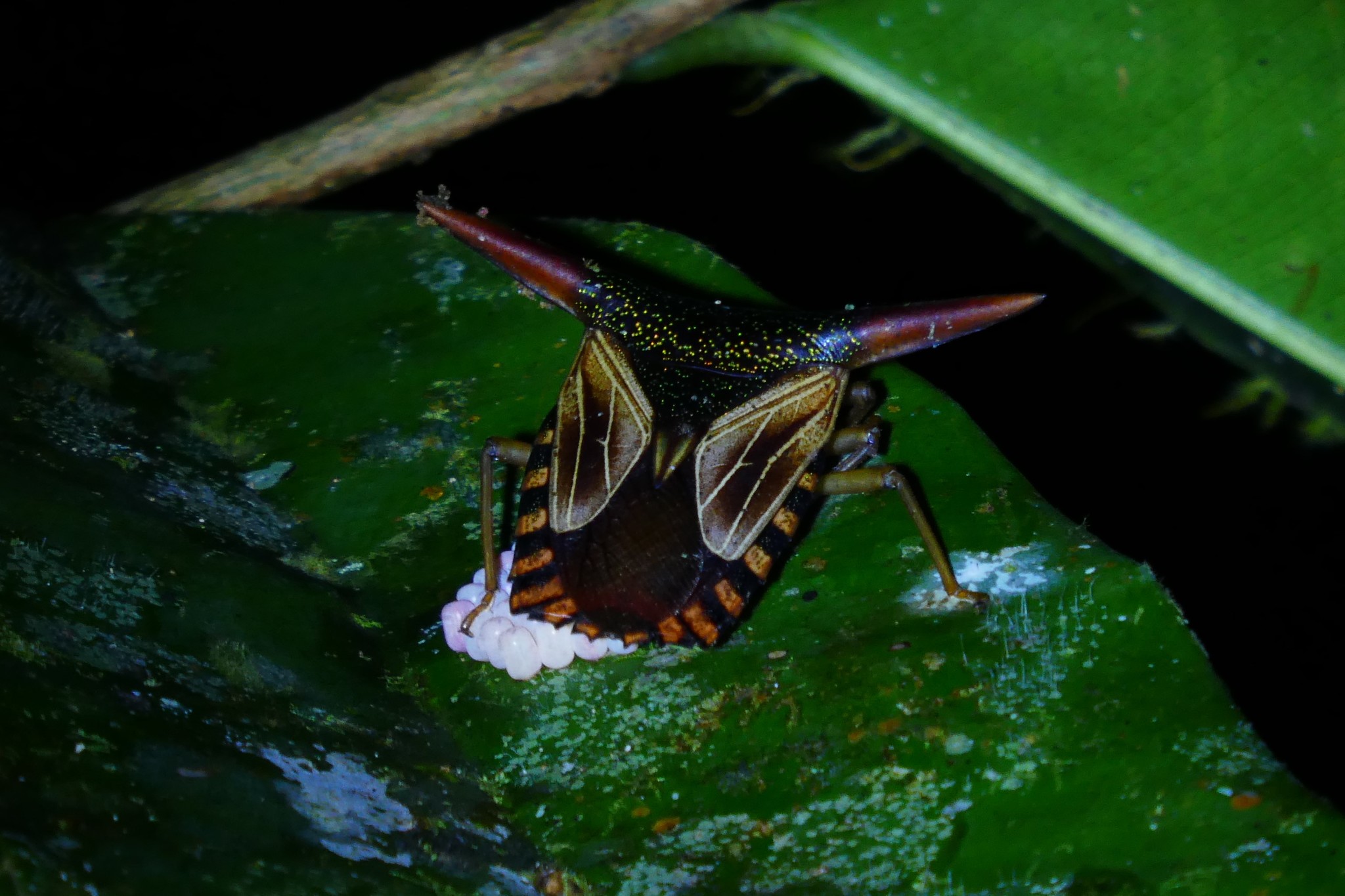 Pygoplatys Dallas, 1851