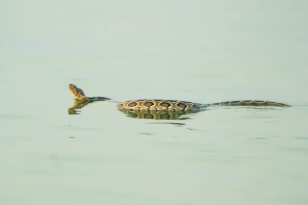 Russell's Viper (Daboia russelii) - Snakes and Lizards