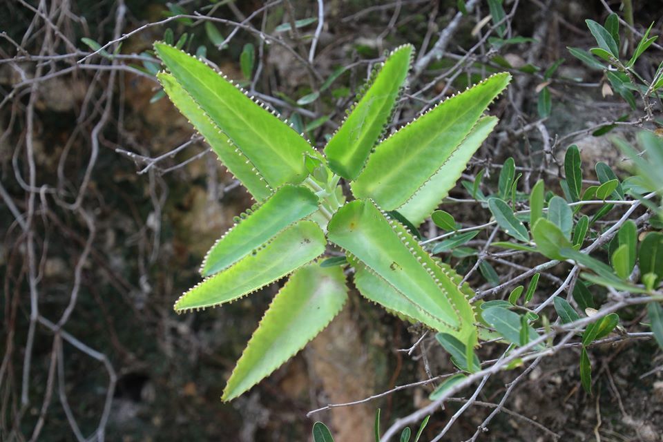 Alligator Plant from Betioky-Atsimo, Madagascar on February 18, 2020 at ...