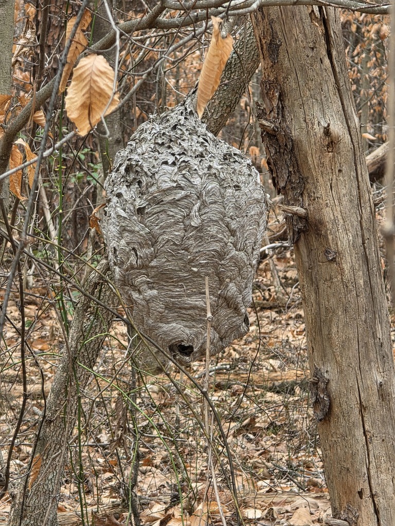 Bald-faced Hornet from Albemarle County, VA, USA on March 20, 2026 at ...