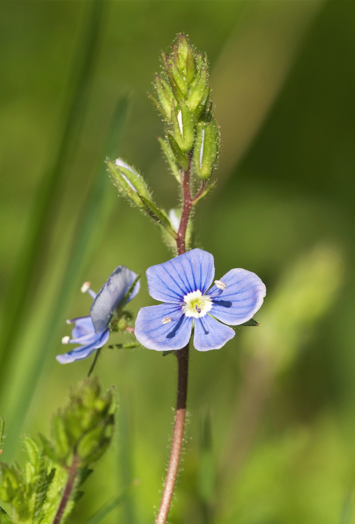 Germander Speedwell from Chemnitz, Saxony, Germany on May 11, 2008 at ...