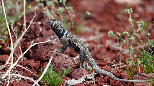 Lizards (Sauria) - Snakes and Lizards