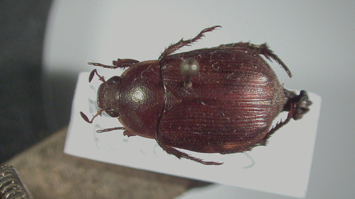 Callistethus fuscorubens · NaturaLista Colombia