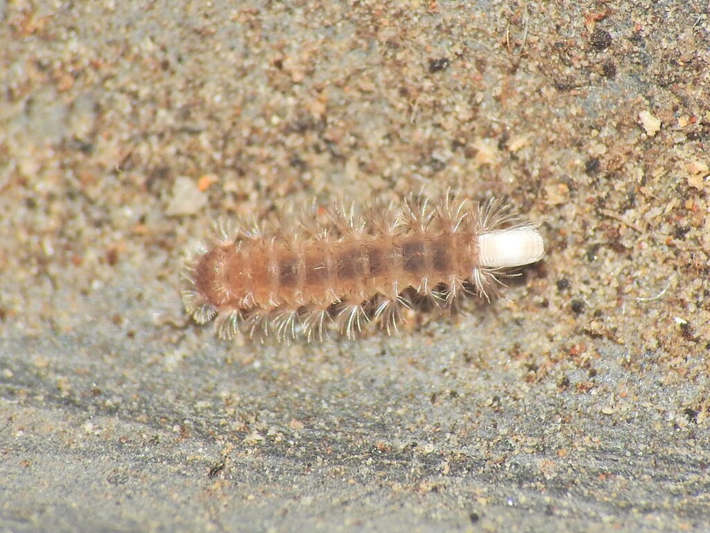 Polyxenoidea from Talegalla Weir QLD 4650, Australia on March 22, 2026 ...