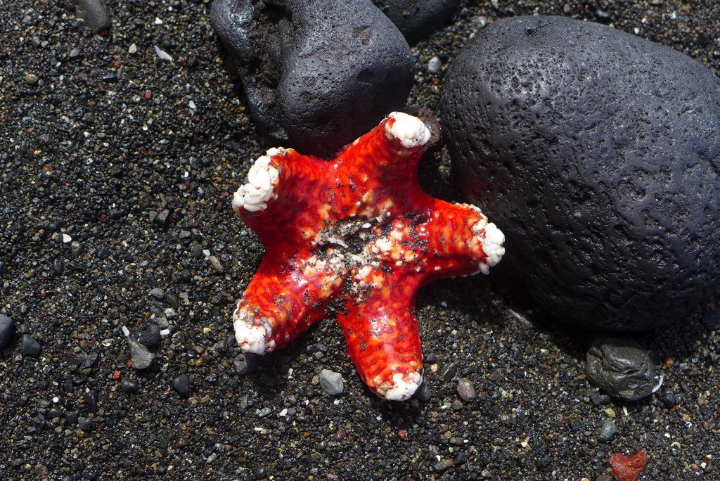 Velvet Sea Star from Raoul Island, New Zealand on December 14, 2019 at ...