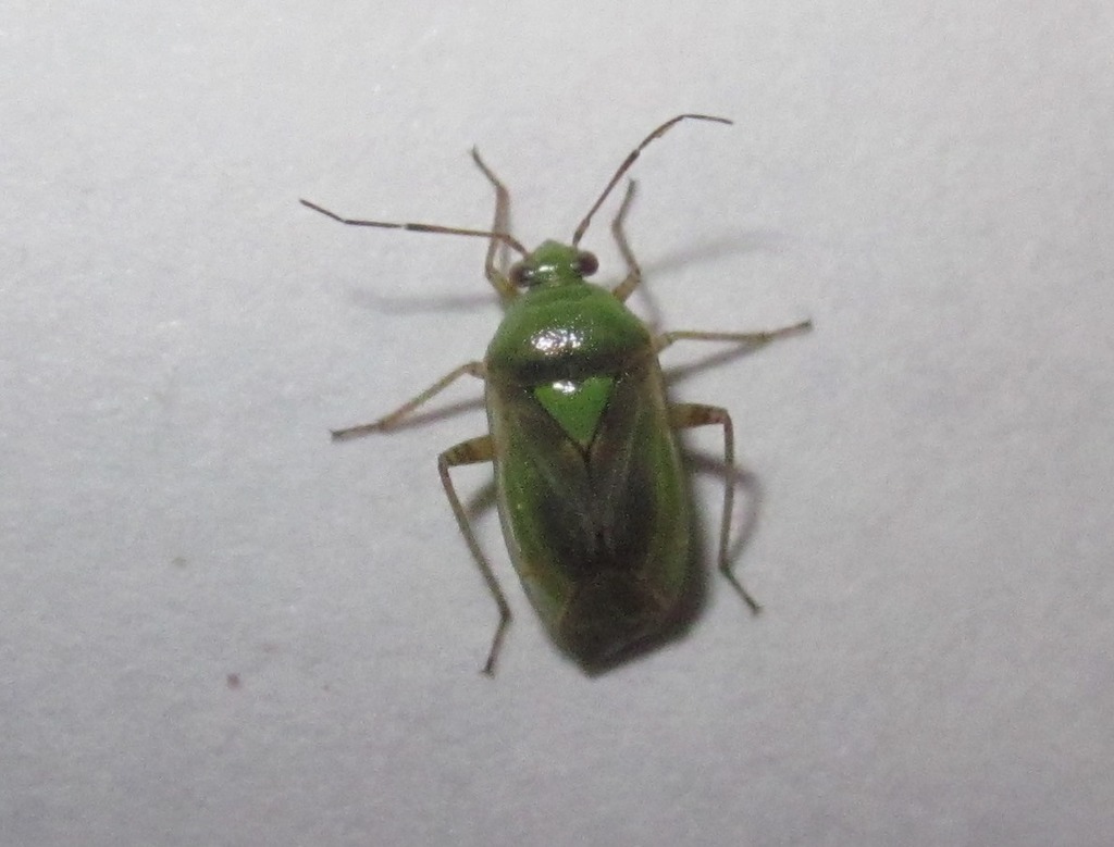 Lygus maritimus (Madeira True Bugs) · iNaturalist