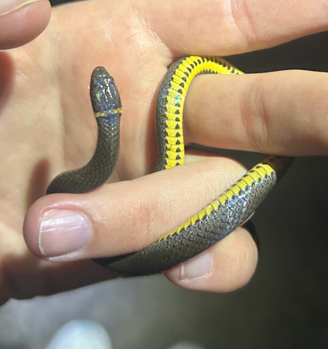 ring-necked snake (Diadophis punctatus) - Snakes and Lizards