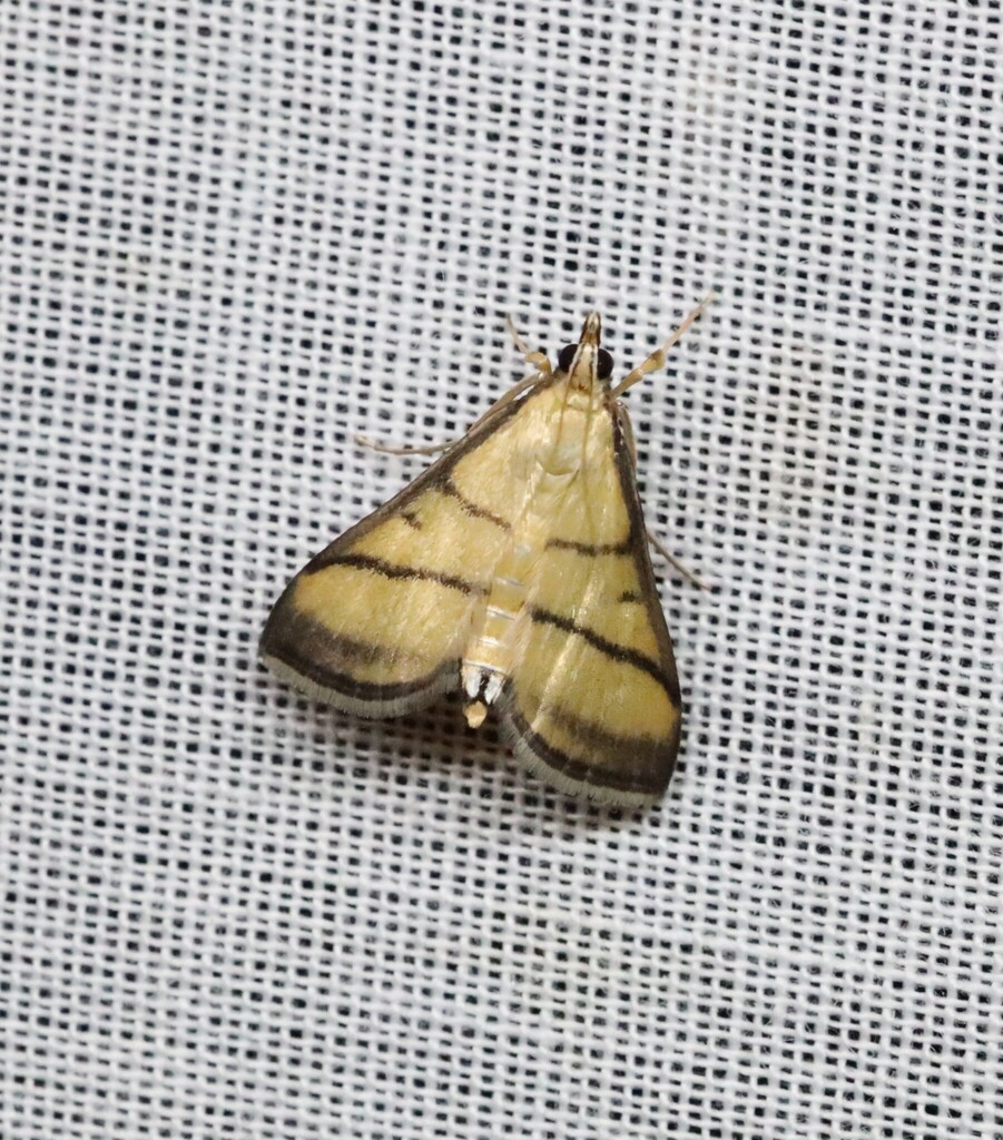 Rice Leaf-roller from Kerry QLD 4285, Australia on March 17, 2026 at 08 ...