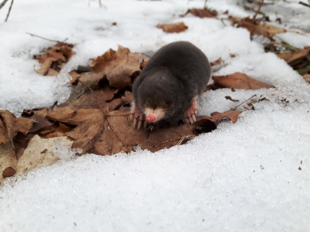 Hairy-Tailed Mole (Mammals of Appalachia) · iNaturalist
