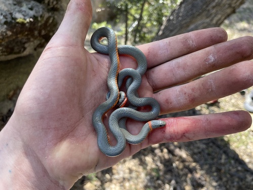 Colubrid Snakes (Colubridae) - Snakes and Lizards