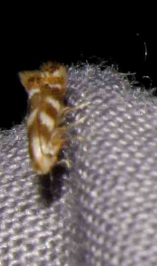 Birch Skeletonizer from 478 rue Beach, Métids Beach on July 11, 2016 at ...