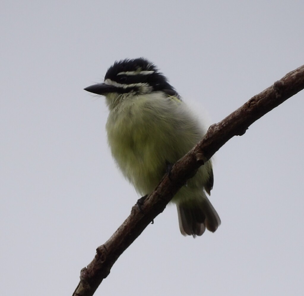 Yellow-rumped Tinkerbird from Eagle's Nest,Mbombela on March 22, 2026 ...