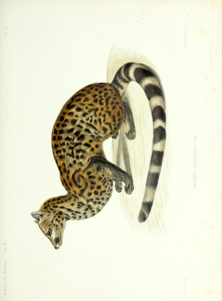 Servaline Genet (Genetta servalina) - Know Your Mammals