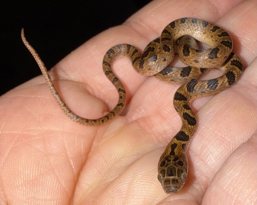 Colubrid Snakes (Colubridae) - Snakes and Lizards