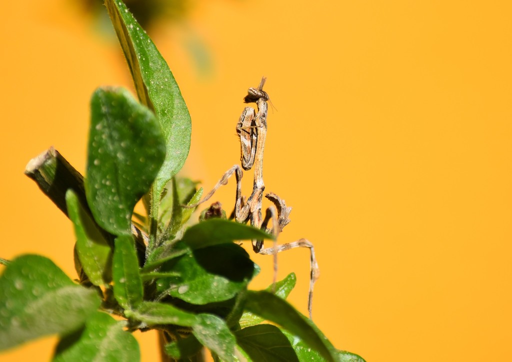 Pseudovates paraensis (Guide to Unicorn Mantises (Tribe Vatini ...