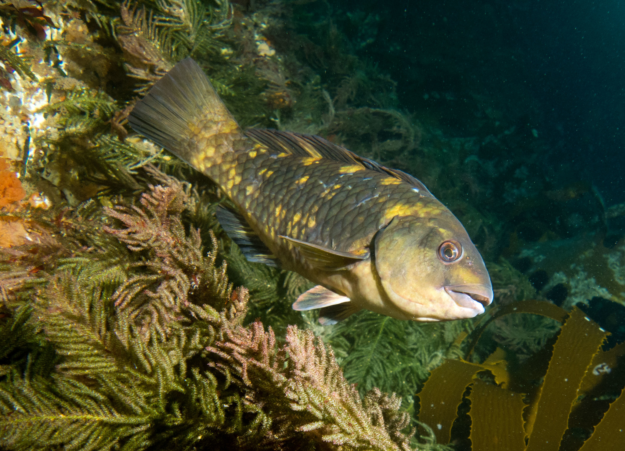 Purple Wrasse (Notolabrus fucicola) - Tomahawk, Tasmania