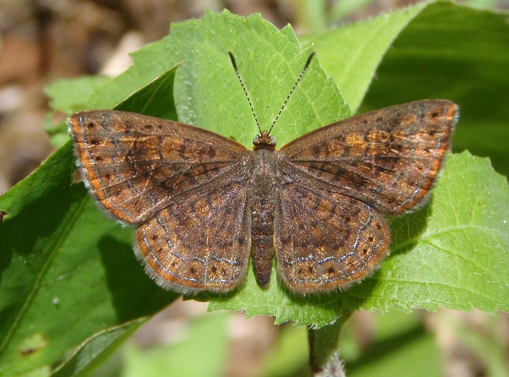 Northern Metalmark in July 2018 by Nils Helstrom · iNaturalist