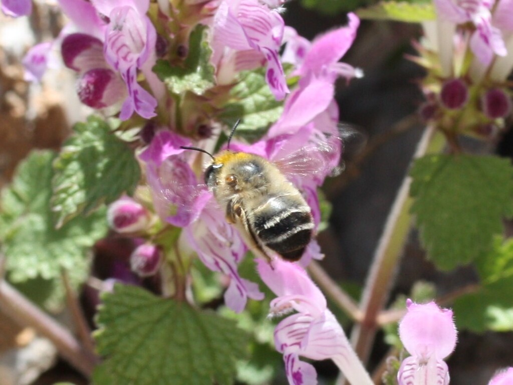 Common Digger Bees from Западная Греция, Греция on June 25, 2019 at 01: ...