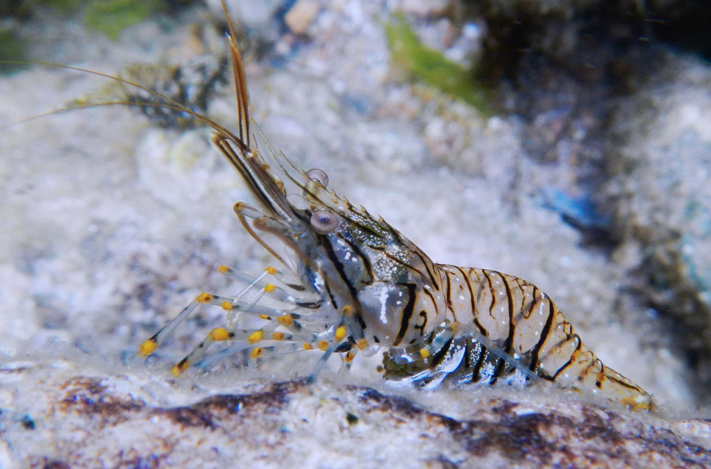 Rockpool Prawn (Madeira Decapoda) · iNaturalist