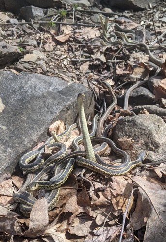 Colubrid Snakes (Colubridae) - Snakes and Lizards