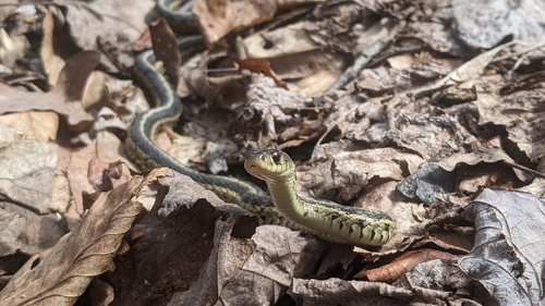 Colubrid Snakes (Colubridae) - Snakes and Lizards