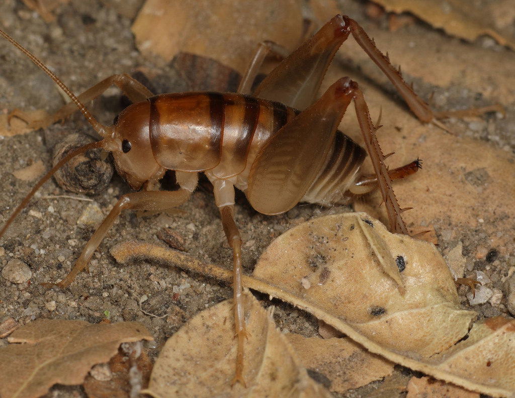 California Camel Cricket from San Benito County, CA, USA on November 8 ...