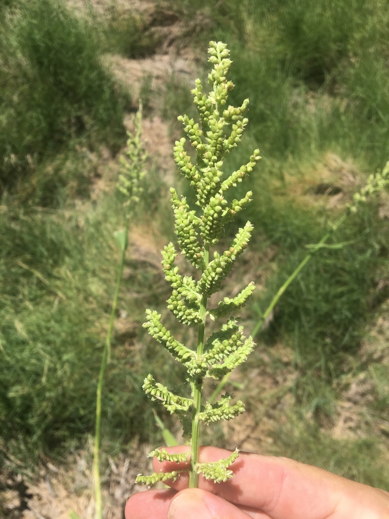 Japanese Millet in March 2020 by Geoffrey Sinclair · iNaturalist