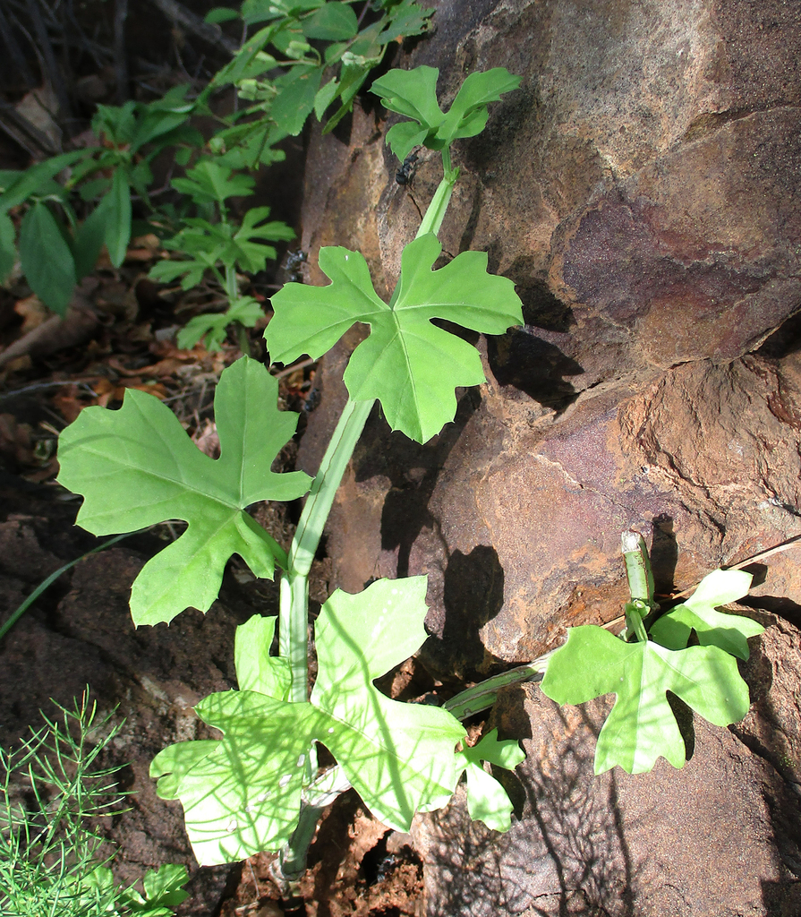 Treebine from Serowe Botswana on December 28, 2019 by Botswanabugs. on ...