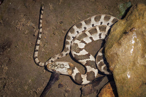 Colubrid Snakes (Colubridae) - Snakes and Lizards