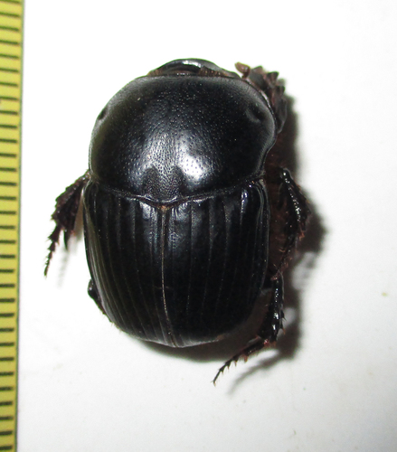 Onitis deceptor · iNaturalist