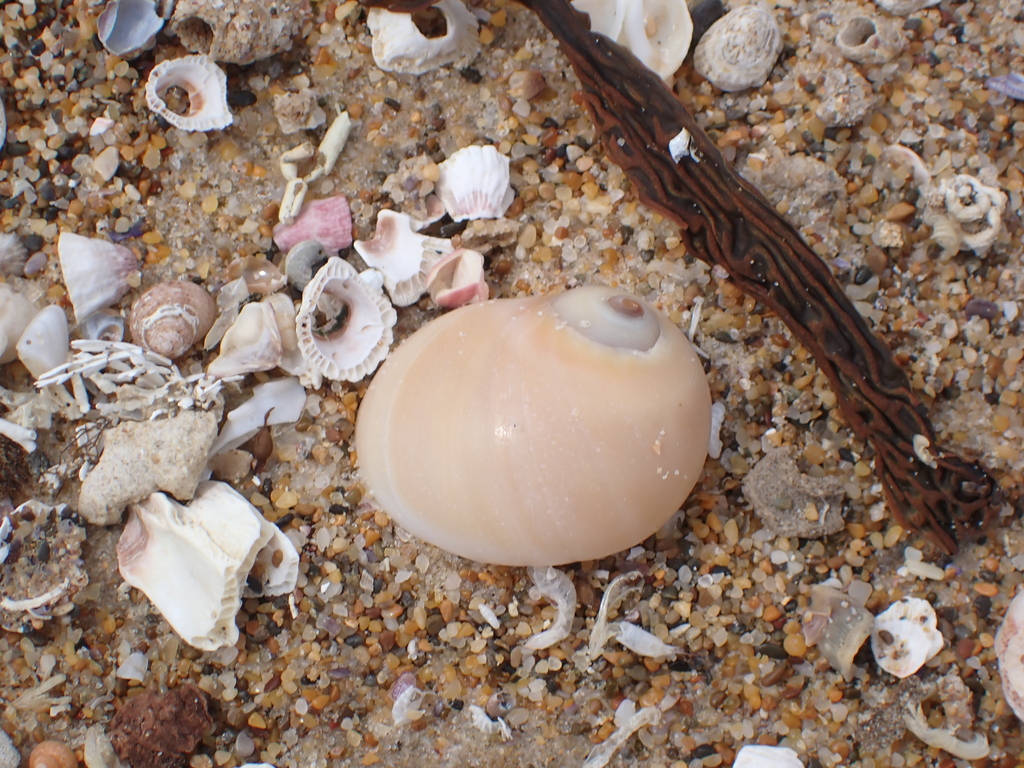Bladder Moon Snail from Yuraygir NSW 2464, Australia on March 18, 2026 ...