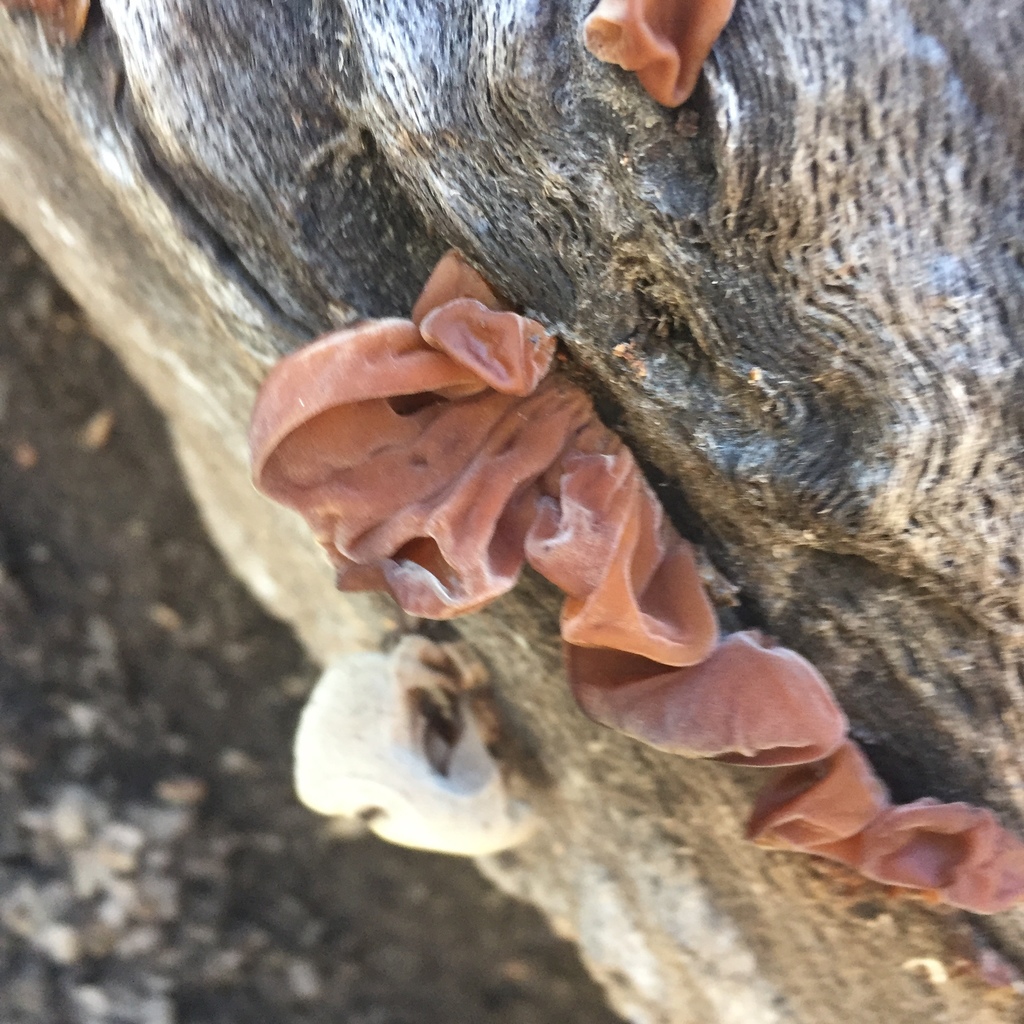 Jelly Tree Ear from Coronado National Forest, Sonoita, AZ, US on March ...