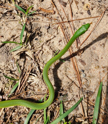 Colubrid Snakes (Colubridae) - Snakes and Lizards