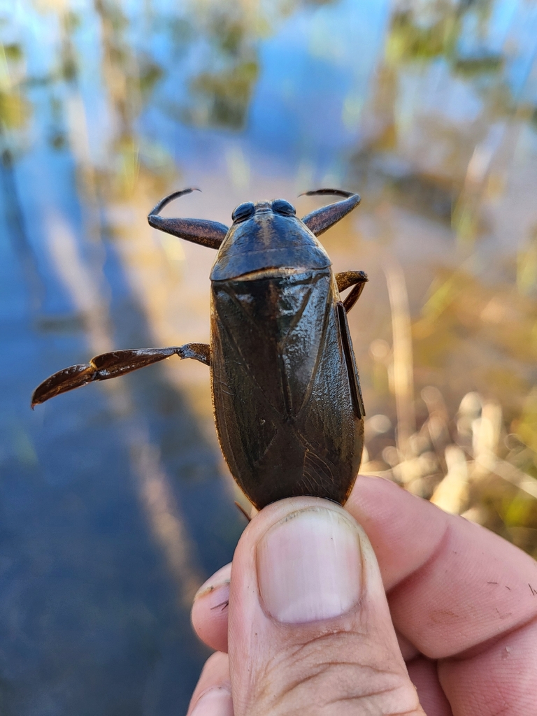 Eastern Toe-biter in March 2026 by Wayne Fidler · iNaturalist