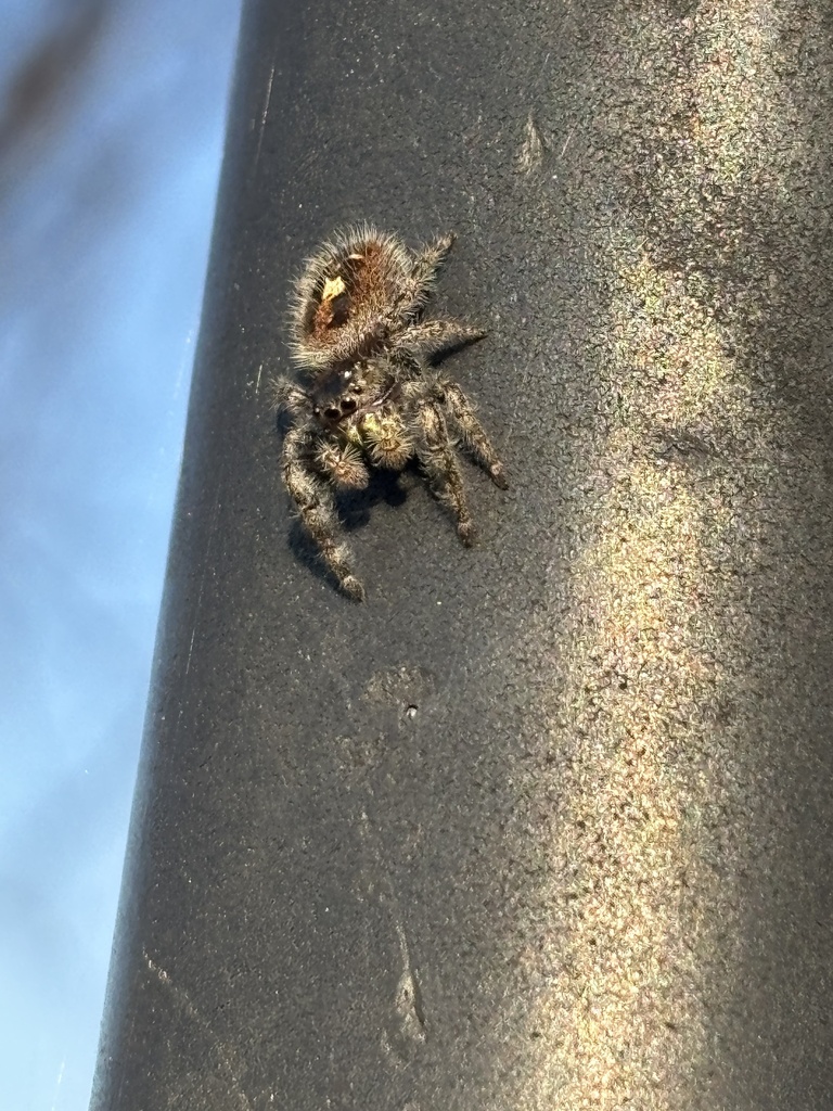 Bold Jumping Spider from Cardinal Run Park South, Lexington, KY, US on ...