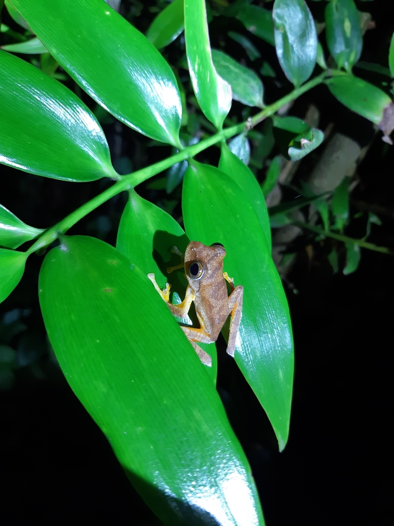Java Flying Frog from Gede Pangrango, Kadudampit, Sukabumi, West Java ...