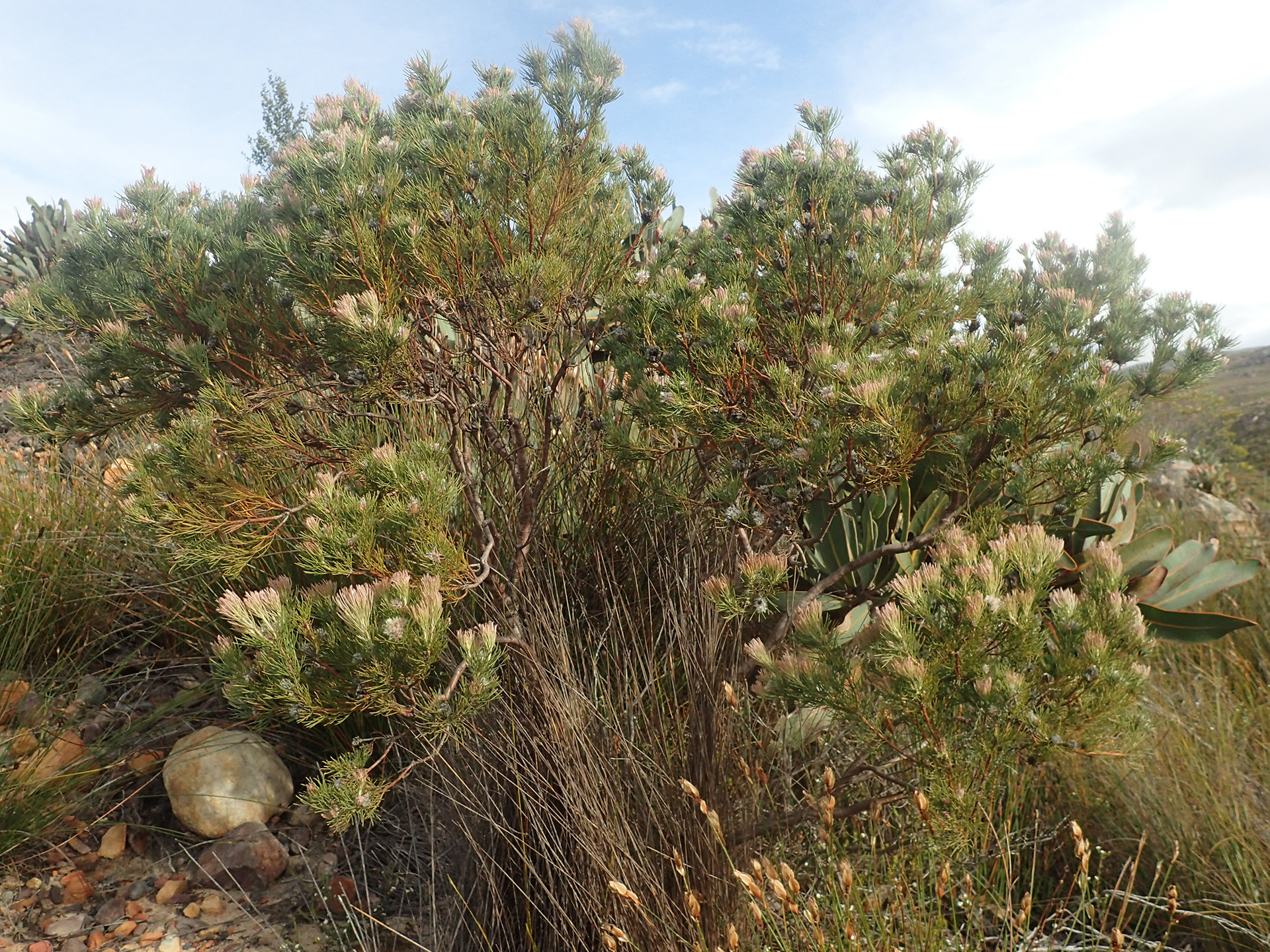Paranomus capitatus (R.Br.) Kuntze