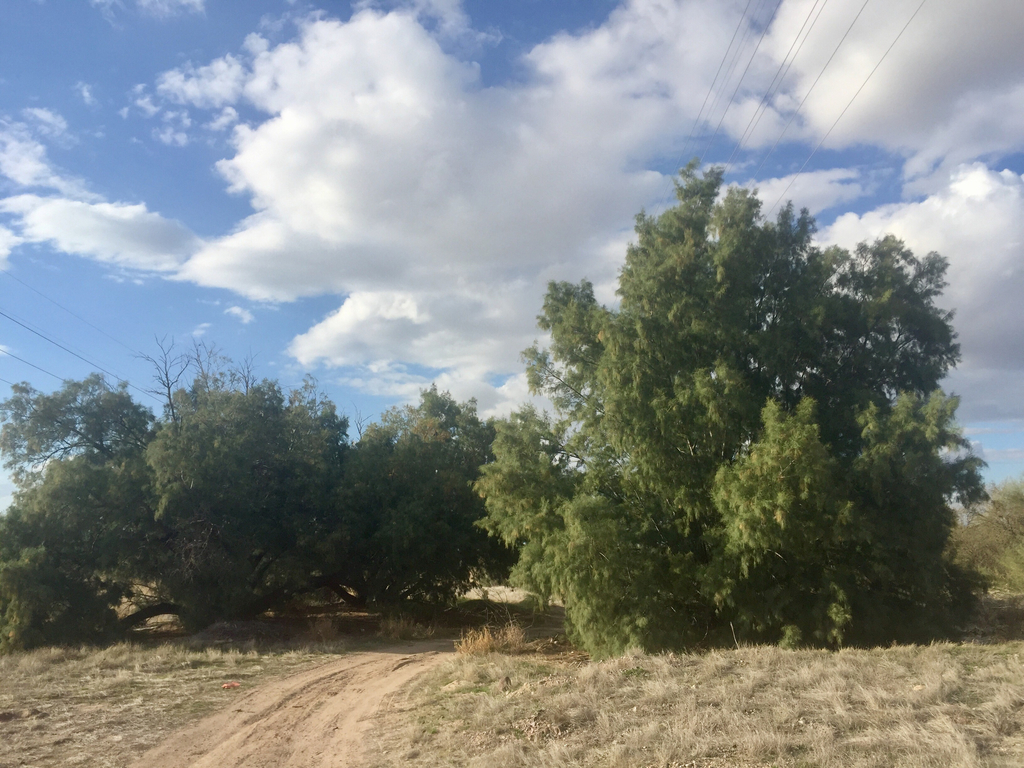 athel tamarisk from 5366 N Silverbell Rd, Tucson, AZ, US on February 13 ...