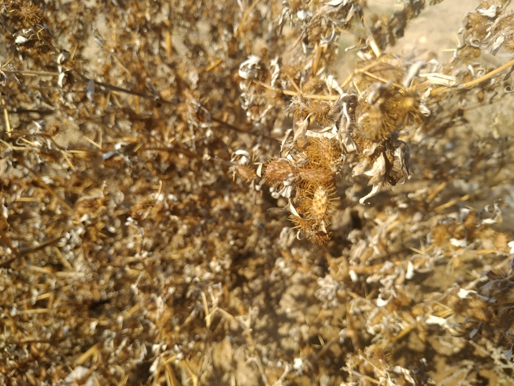 spiny cocklebur from Kerbulak District, Kazakhstan on March 05, 2020 at ...