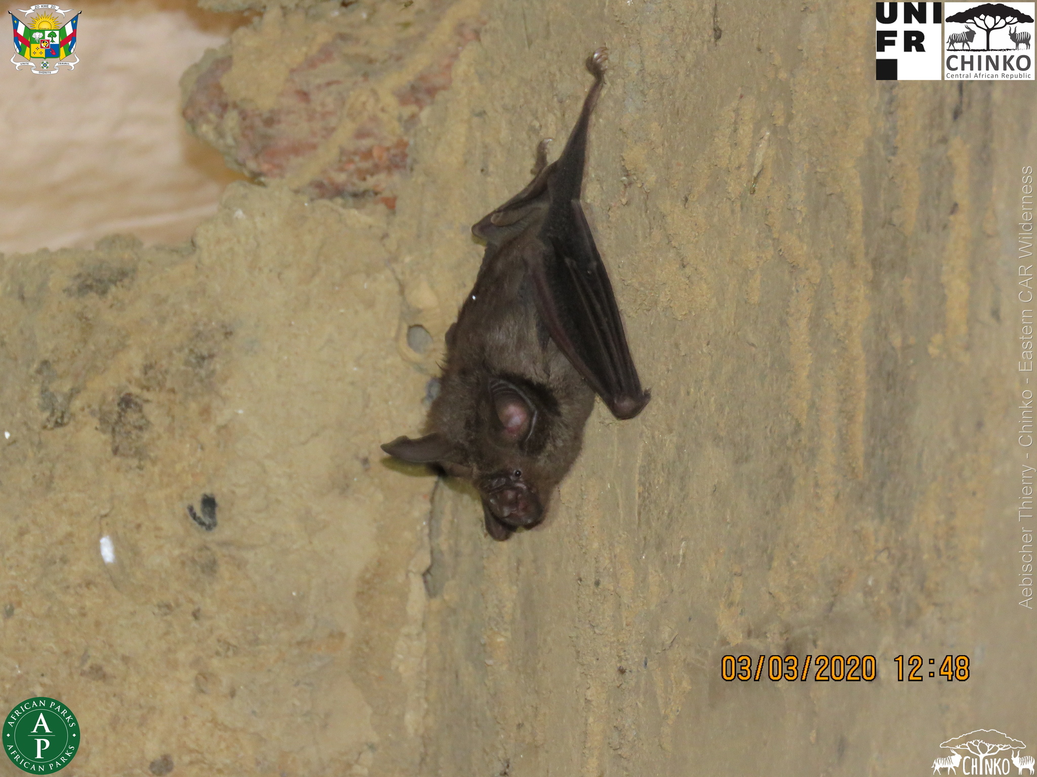 Rhinolophus fumigatus Rüppell, 1842