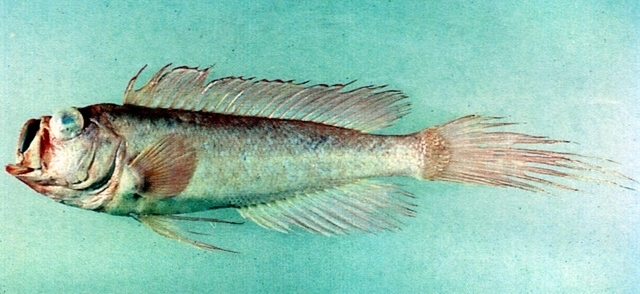 Bandfishes (Cepolidae) - Marine Life Identification