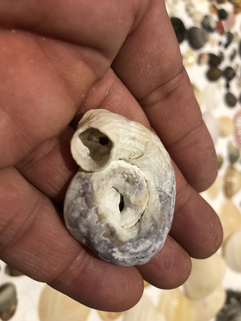 Scaly Worm Shell (China Cove Organisms) · iNaturalist