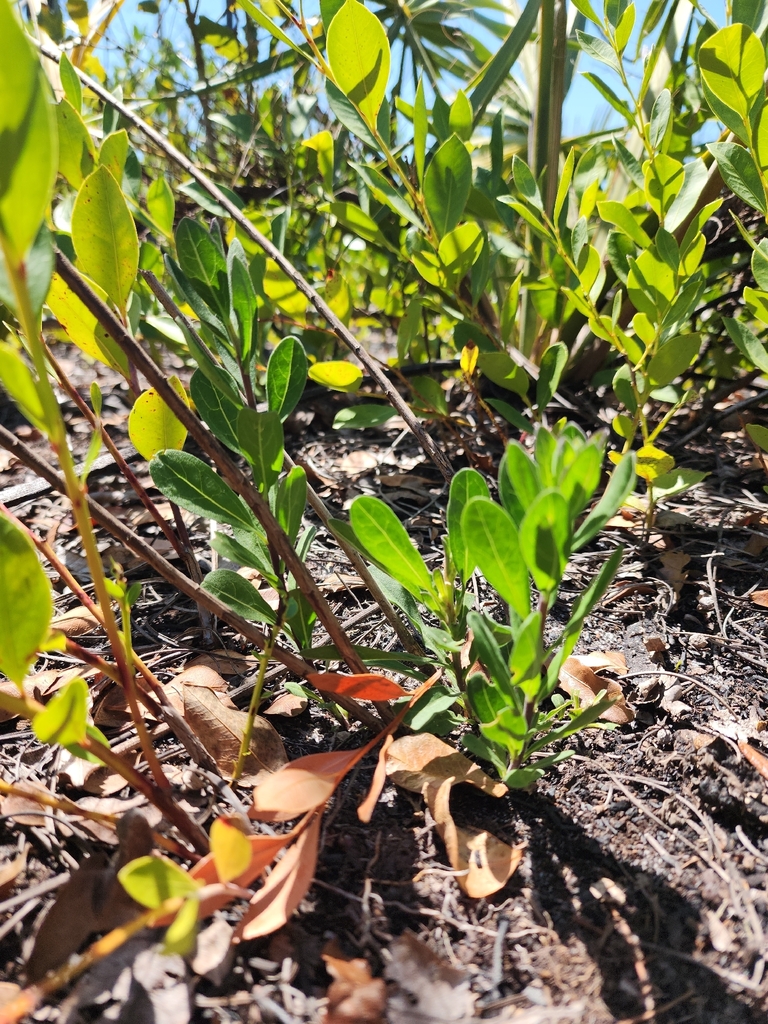 Dixie aster from Sebring, FL 33872, USA on March 22, 2026 at 02:07 PM ...