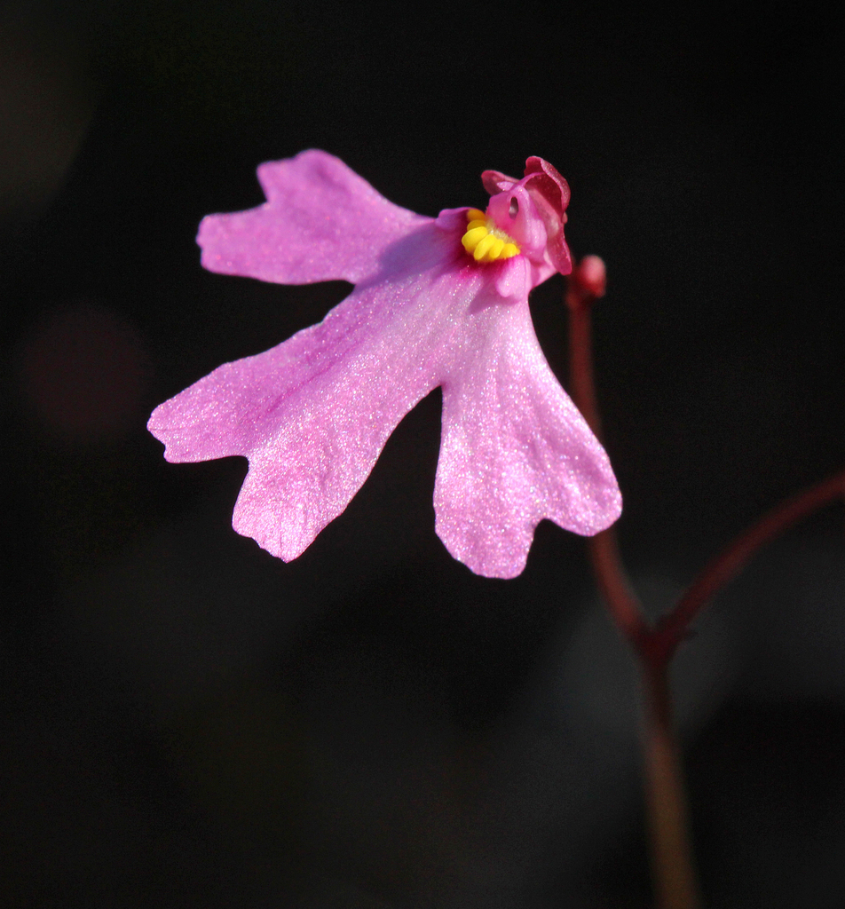 (Polypompholyx) - Botanical Realm