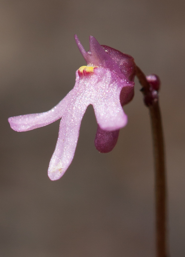 (Polypompholyx) - Botanical Realm