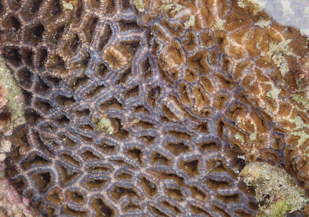 Lord Coral in March 2026 by Adrian Gale · iNaturalist