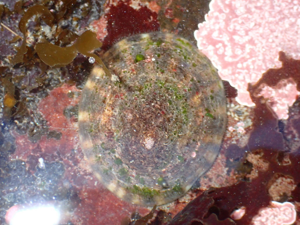 Plate Limpet from Humboldt County, CA, USA on March 22, 2026 at 07:46 ...